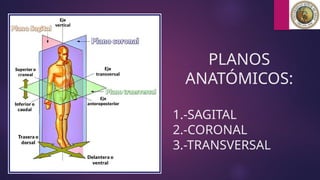 ANATOMIA Clase 1_GENERALIDADES-PIEL_AULAK (1).pptx
