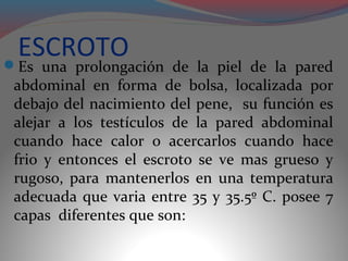 Anatomia clase andro | PPT
