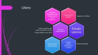 Anatomia Clinica y Topografica de Vagina, Utero.pptx