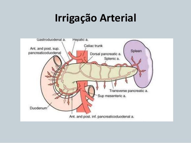 Anatomia clínico cirúrgica de pâncreas e vias biliares