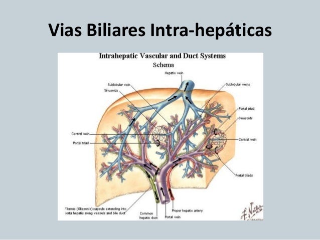 Anatomia clínico cirúrgica de pâncreas e vias biliares