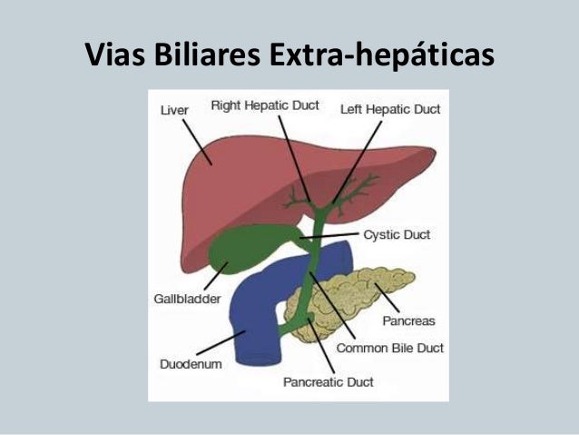 Anatomia clínico cirúrgica de pâncreas e vias biliares