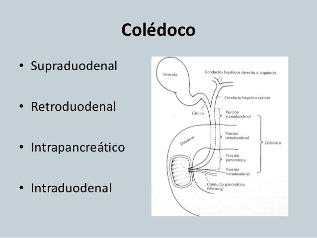 Anatomia clínico cirúrgica de pâncreas e vias biliares