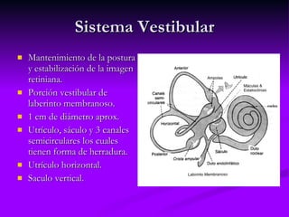 Anatomia cocleo vestibular | PPT