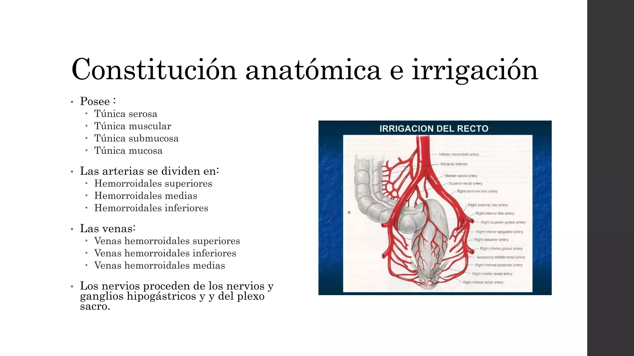 Anatomia colon. recto y ano | PPTX