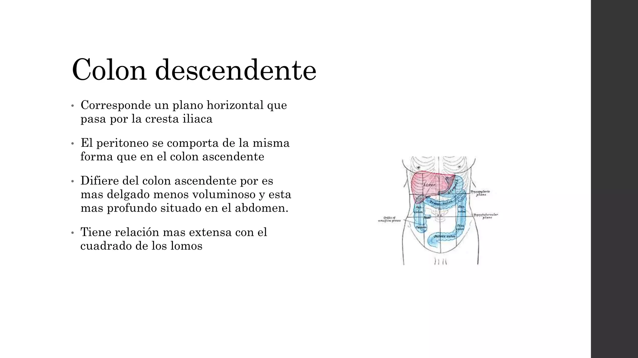 Anatomia colon. recto y ano | PPTX