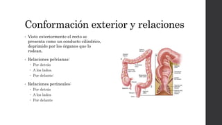 Anatomia colon. recto y ano | PPTX