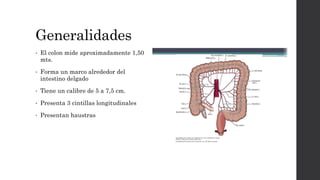 Anatomia colon. recto y ano | PPTX