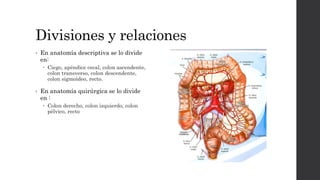 Anatomia colon. recto y ano | PPTX