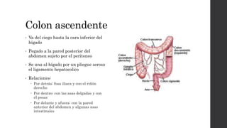 Anatomia colon. recto y ano | PPTX