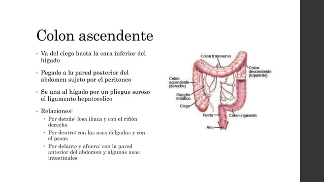 Anatomia colon. recto y ano | PPTX