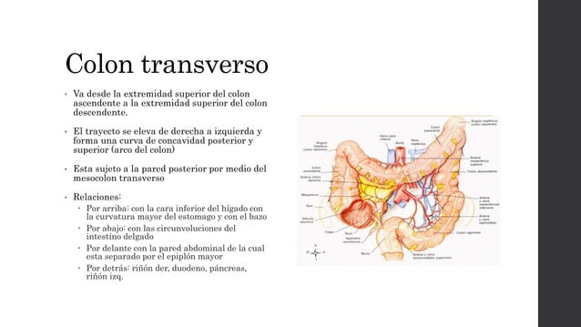 Anatomia colon. recto y ano | PPTX