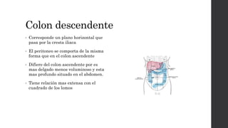 Anatomia colon. recto y ano | PPTX