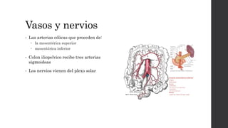 Anatomia colon. recto y ano | PPTX