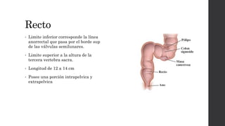 Anatomia colon. recto y ano | PPTX