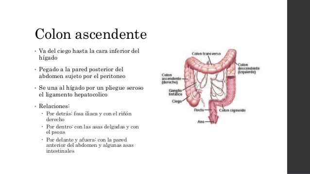 Anatomia colon. recto y ano