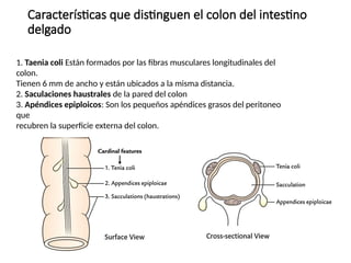 ANATOMIA colon cirigia colon recto .pptx
