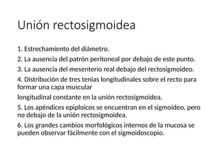 ANATOMIA colon cirigia colon recto .pptx