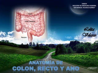 Anatomy and Physiology of the Large Intestine and Rectum: Structure ...