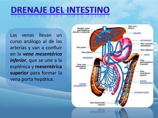 Anatomy and Physiology of the Large Intestine and Rectum: Structure ...