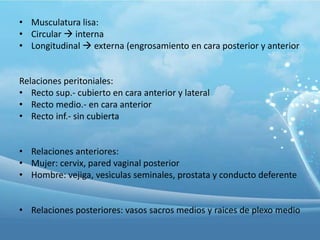 Anatomy and Physiology of the Large Intestine and Rectum: Structure ...