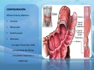 Anatomy and Physiology of the Large Intestine and Rectum: Structure ...