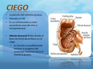Anatomy and Physiology of the Large Intestine and Rectum: Structure ...