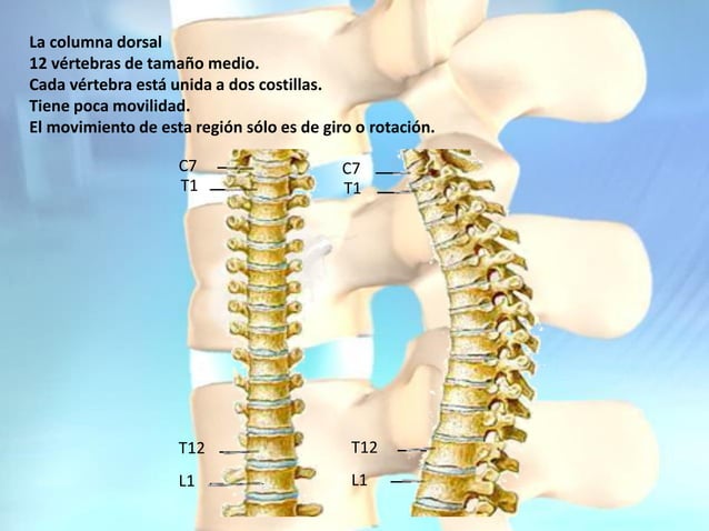 Anatomia RESUMEN DE LA Columna VERTEBRAL.pdf