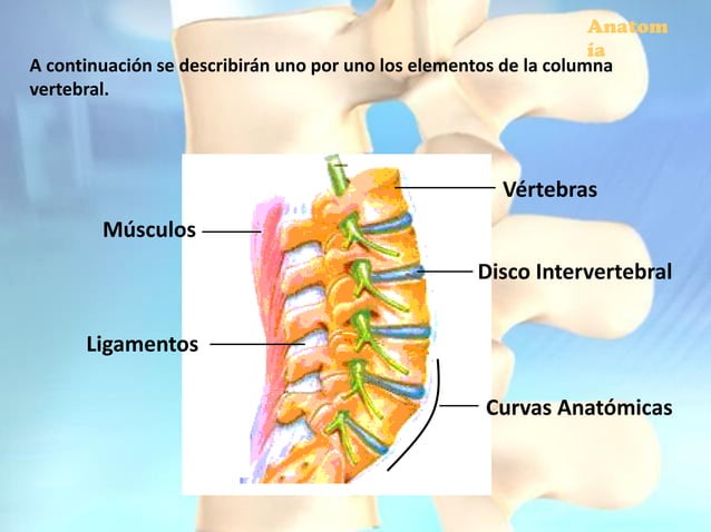 Anatomia RESUMEN DE LA Columna VERTEBRAL.pdf