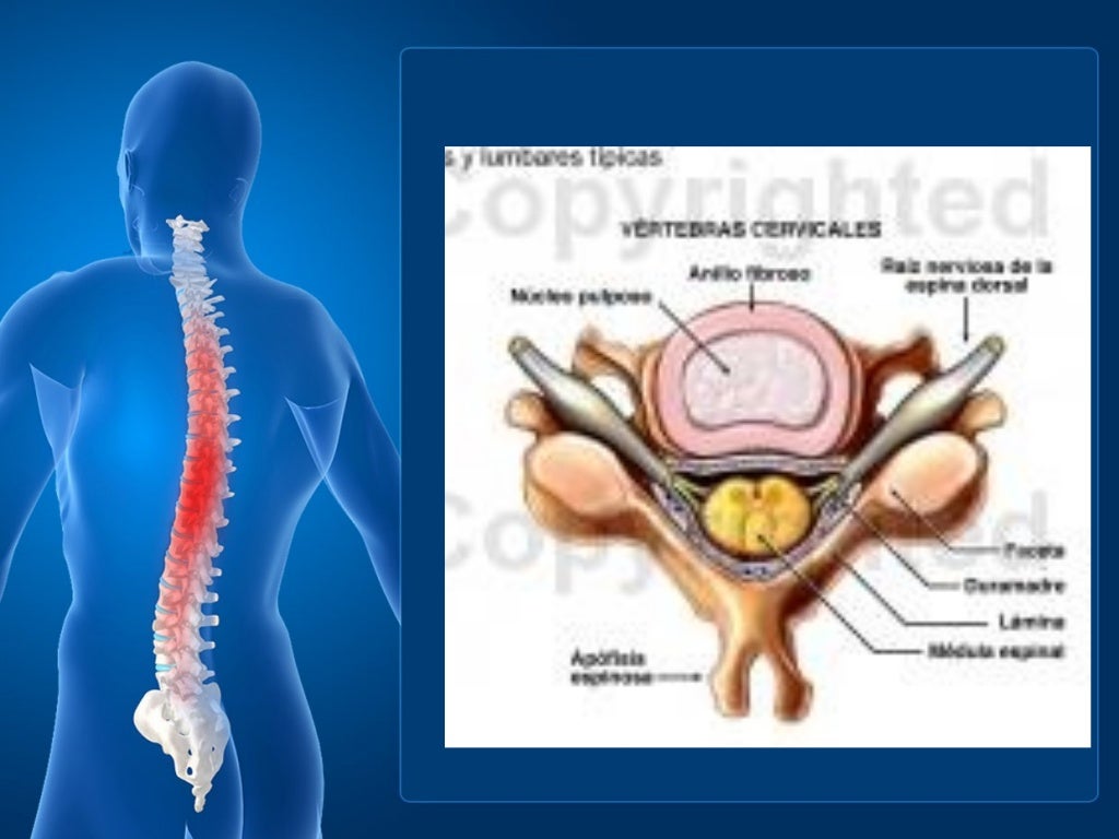 Anatomia columna cervical