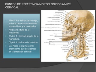 Anatomia columna cervical | PPTX