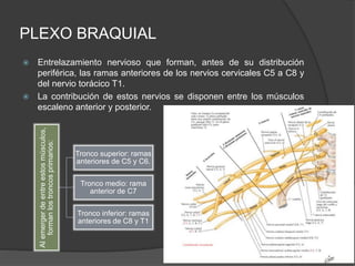 Anatomia columna cervical | PPTX