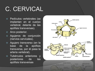 Anatomia columna cervical | PPTX