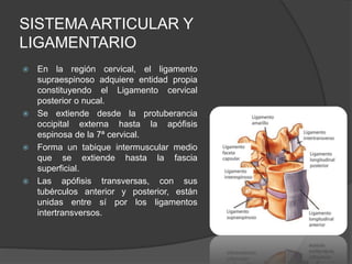 Anatomia columna cervical | PPTX