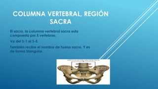 Anatomia columna vertebral del ser humano..pptx