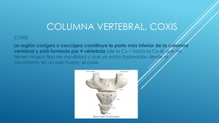 Anatomia columna vertebral del ser humano..pptx