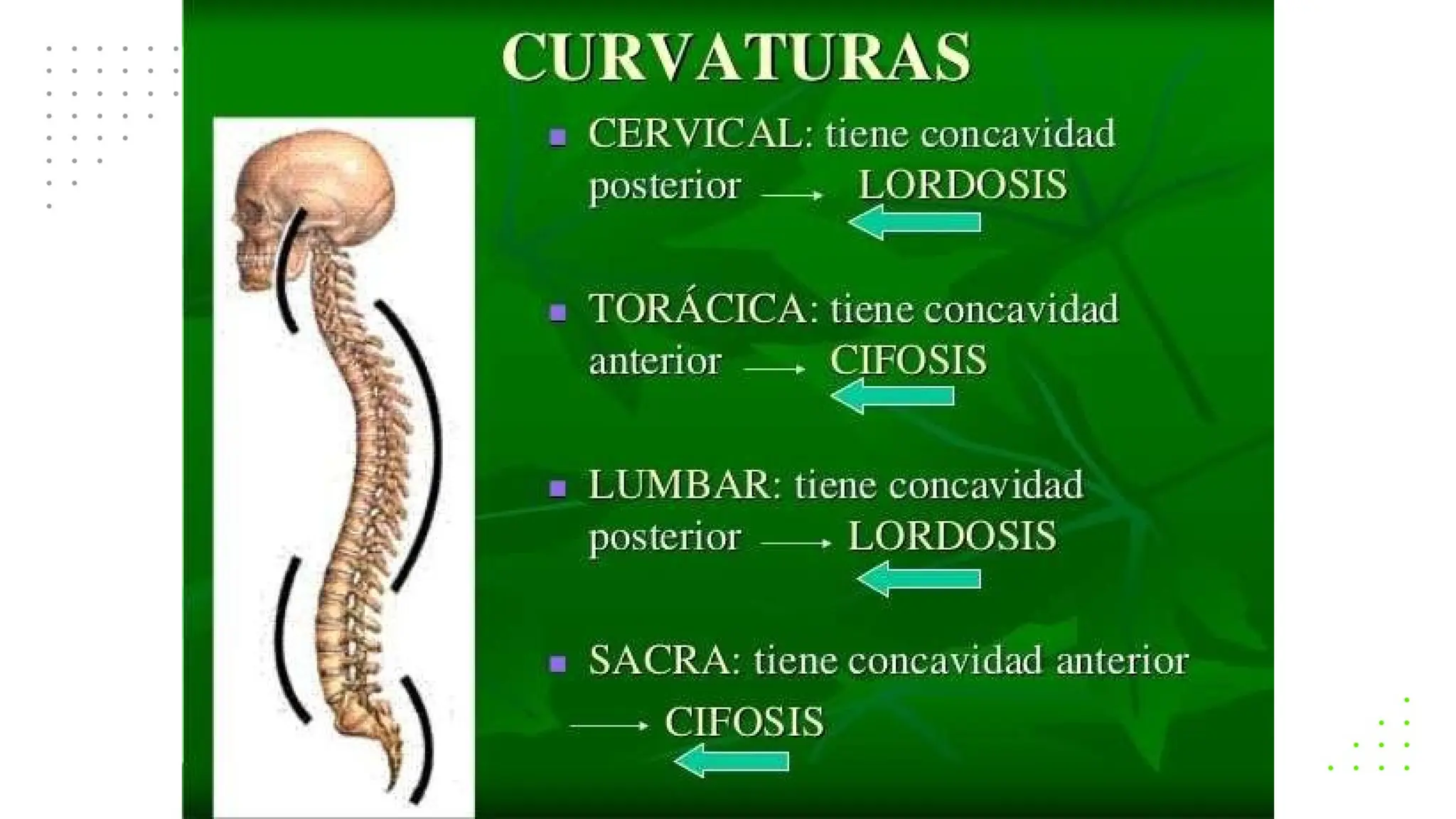 ANATOMIA COLUMNA Y MEDULA ESPINAL (1) - copia.pptx