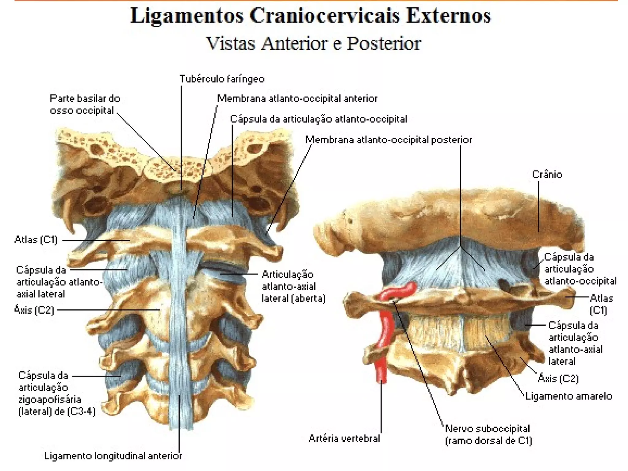 Anatomia coluna cervical | PPT