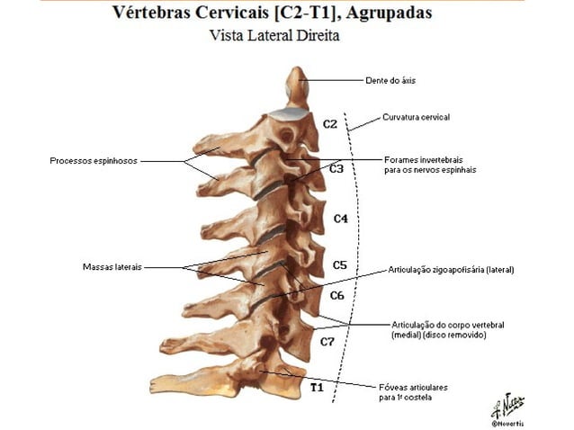 Anatomia coluna cervical