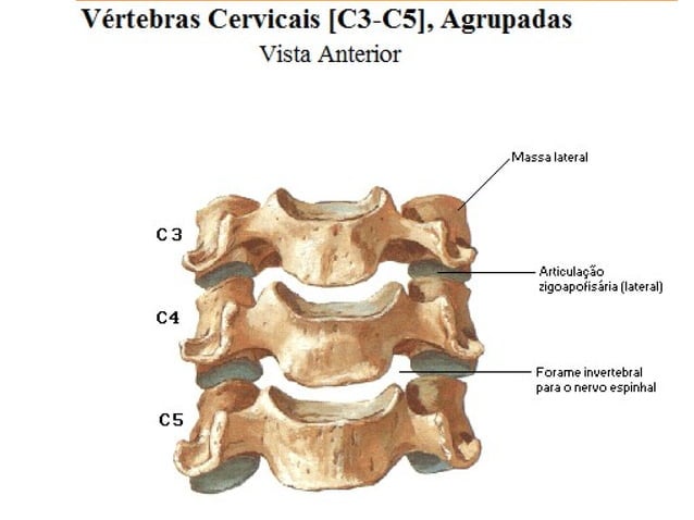 Anatomia coluna cervical