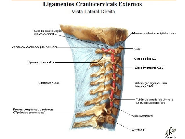 Anatomia coluna cervical