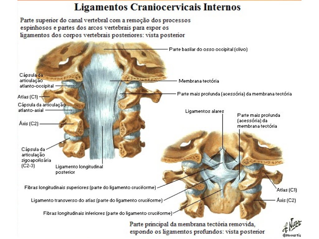 Anatomia coluna cervical