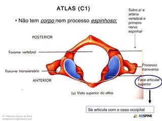 Anatomia Coluna Vertebral | PPT