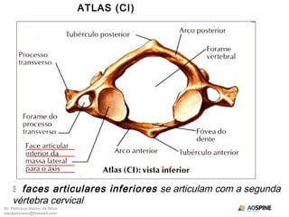Anatomia Coluna Vertebral | PPT