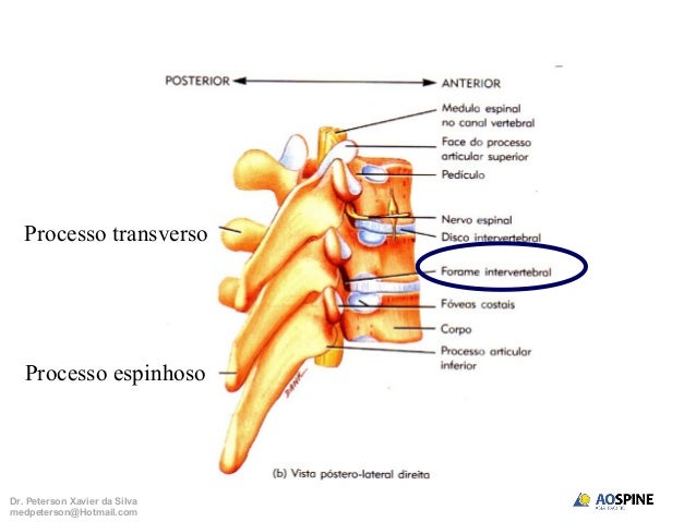 Anatomia Coluna Vertebral