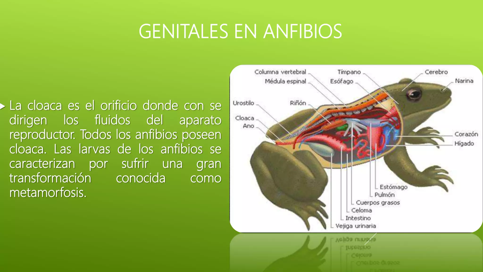 Diagrama De La Anatomía Interna De La Rana