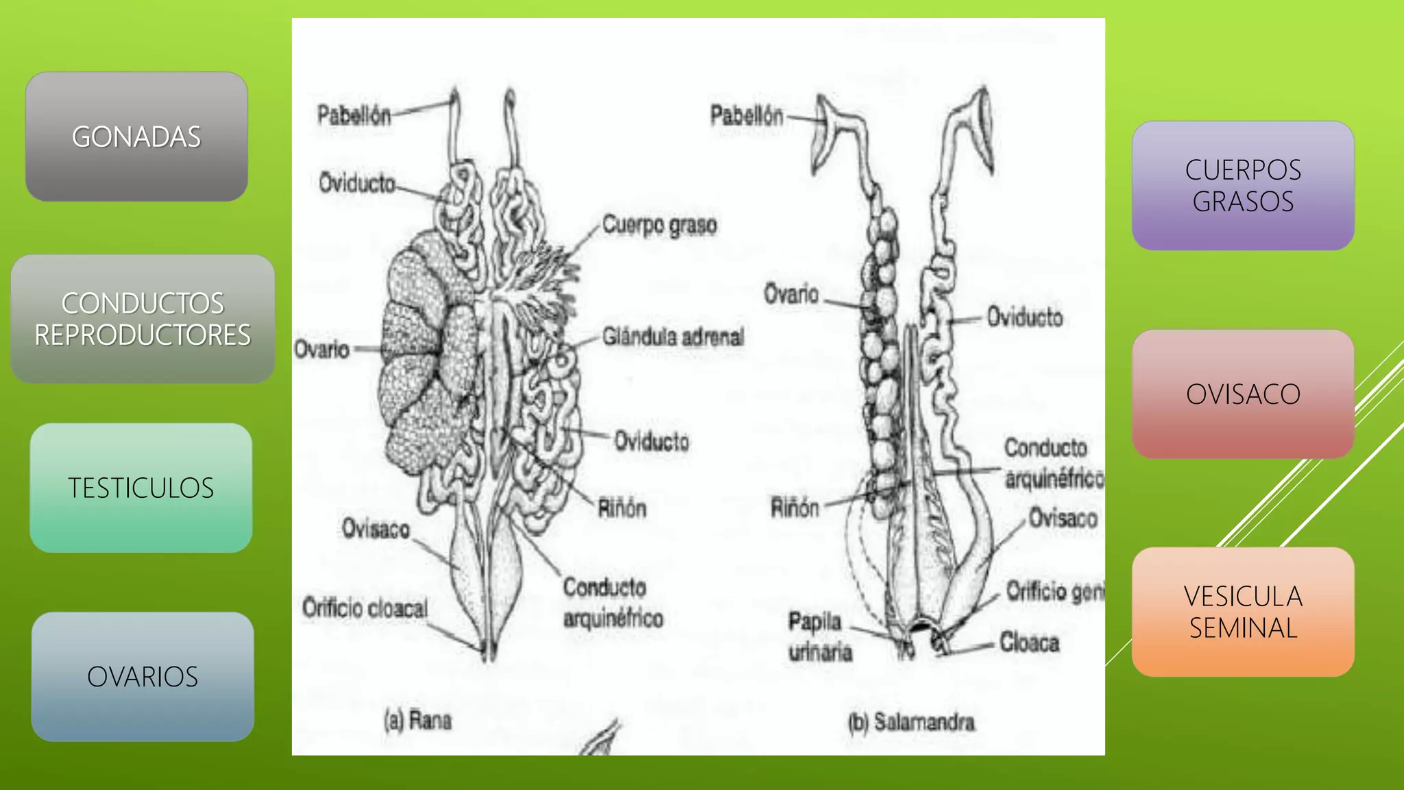 Anatomia comparada anfibios | PPTX