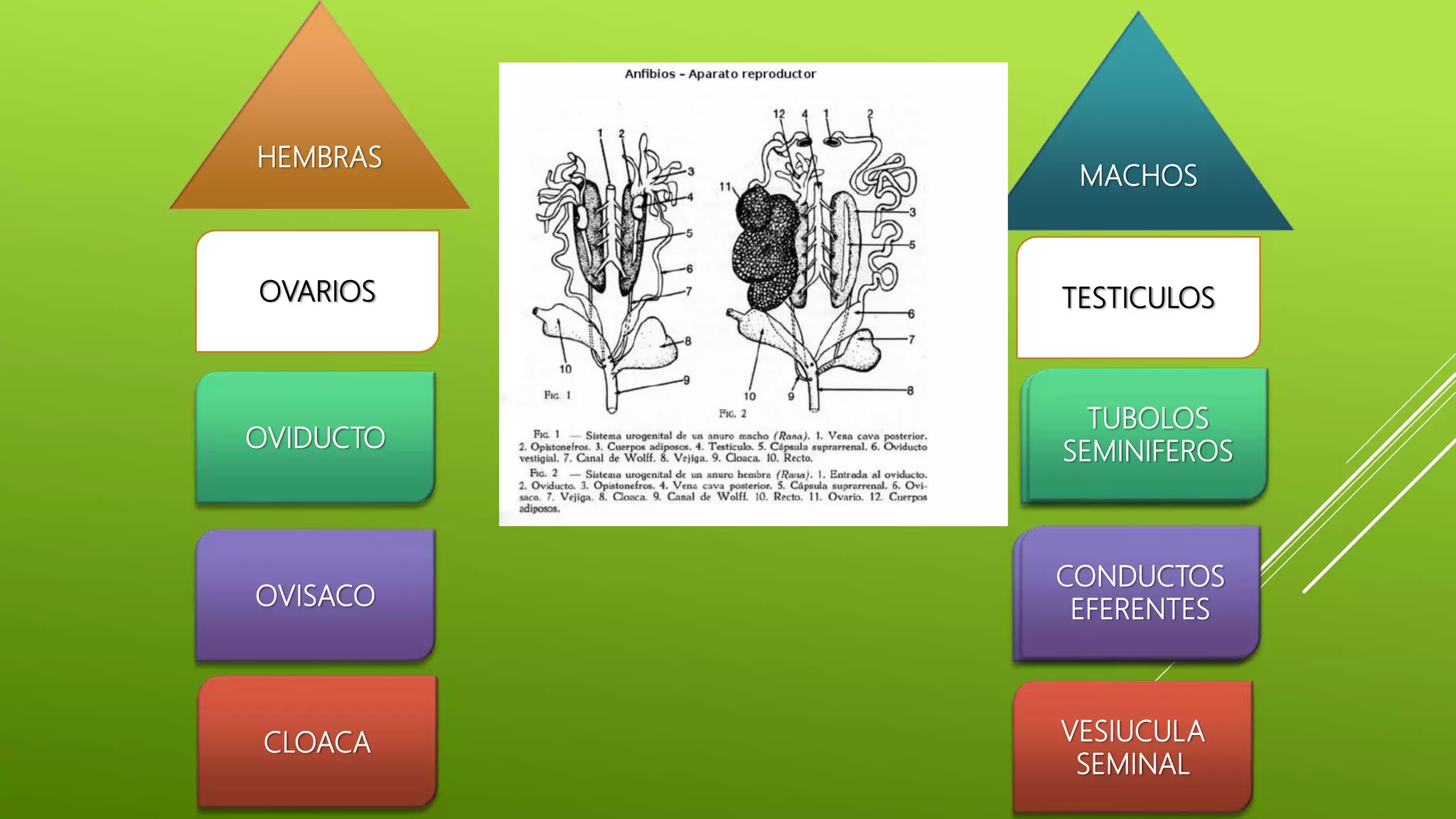 Anatomia comparada anfibios | PPTX