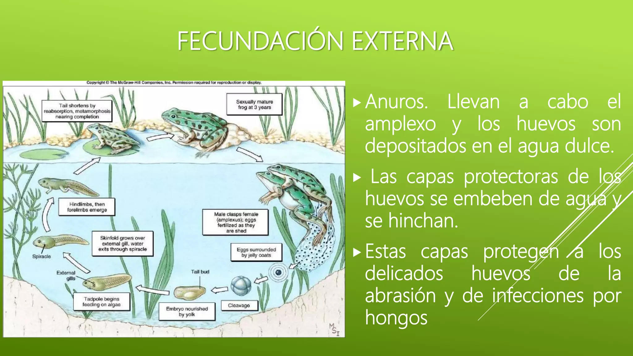 Anatomia comparada anfibios | PPT