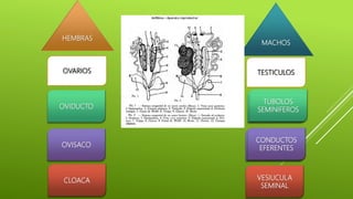 Anatomia comparada anfibios | PPTX